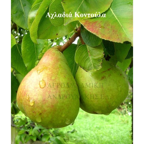 ΕΛΙΑ ΚΟΡΩΝΕΙΚΗ ΔΕΝΔΡΥΛΛΙΟ