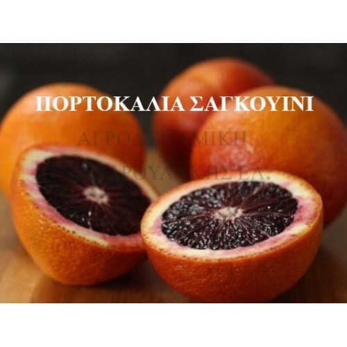 ΕΛΙΑ ΚΟΡΩΝΕΙΚΗ ΔΕΝΔΡΥΛΛΙΟ