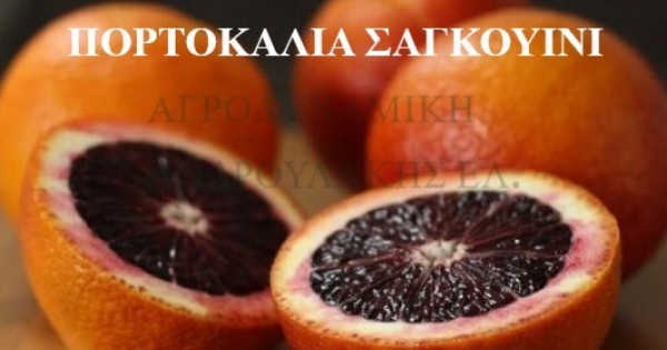 ΕΣΠΕΡΙΔΟΕΙΔΗ ΔΕΝΤΡΑ