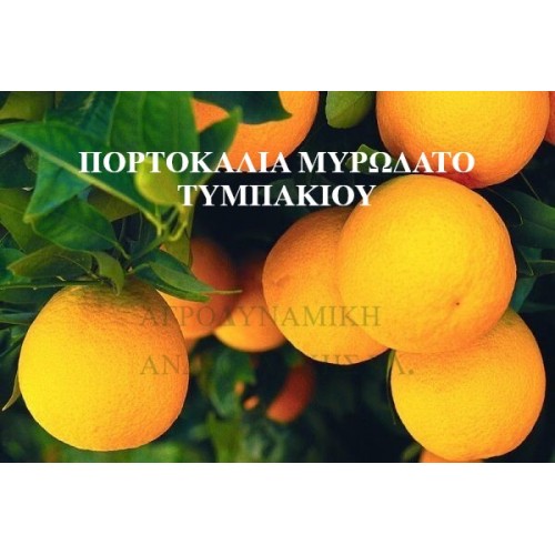 ΕΛΙΑ ΚΟΡΩΝΕΙΚΗ ΔΕΝΔΡΥΛΛΙΟ
