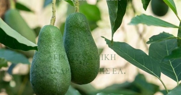 ΑΒΟΚΑΝΤΟ
