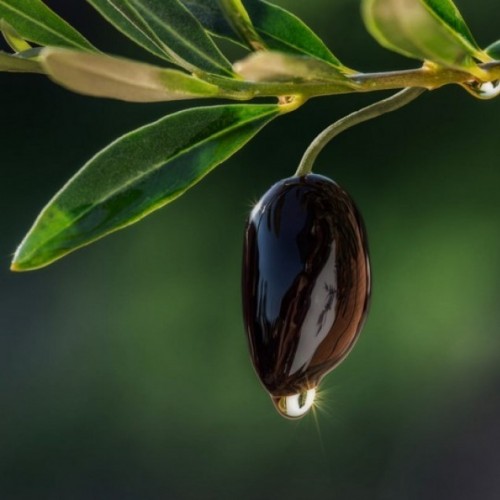 ΕΛΙΑ ΚΟΡΩΝΕΙΚΗ ΔΕΝΔΡΥΛΛΙΟ