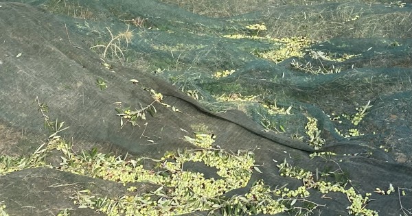 ΔΙΧΤΥ ΕΛΑΙΟΣΥΛΛΟΓΗΣ OLIVE NET 6*12